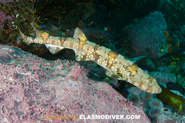 Puffadder Shyshark Pictures - Images of Haploblepharus edwardsii